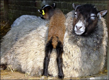 ...A VERY FAIRY GARDEN...: ~Shetland Schaap